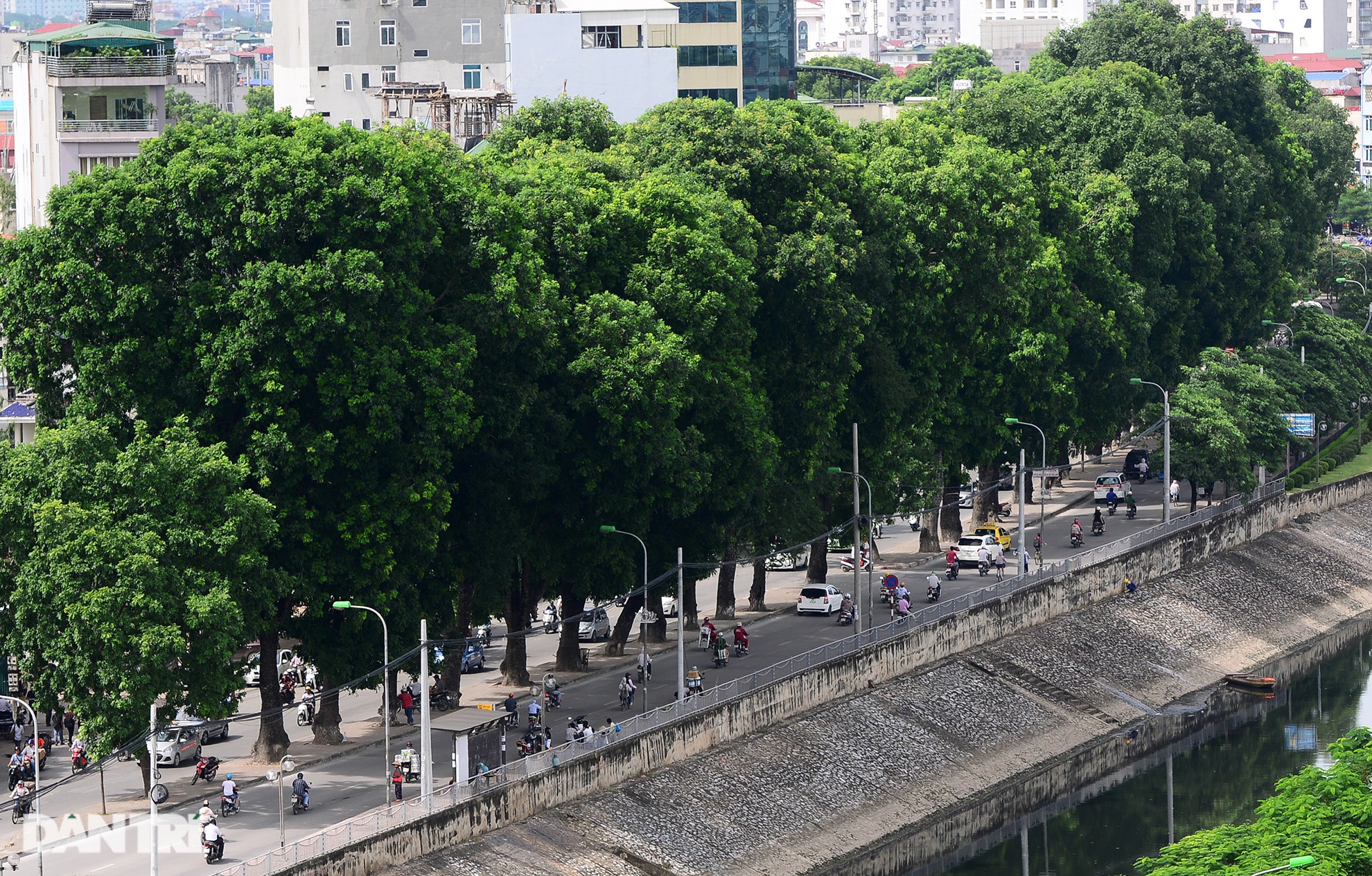 Những hàng cây xanh được quy hoạch hơn 100 năm trước ở Hà Nội giờ ra sao?