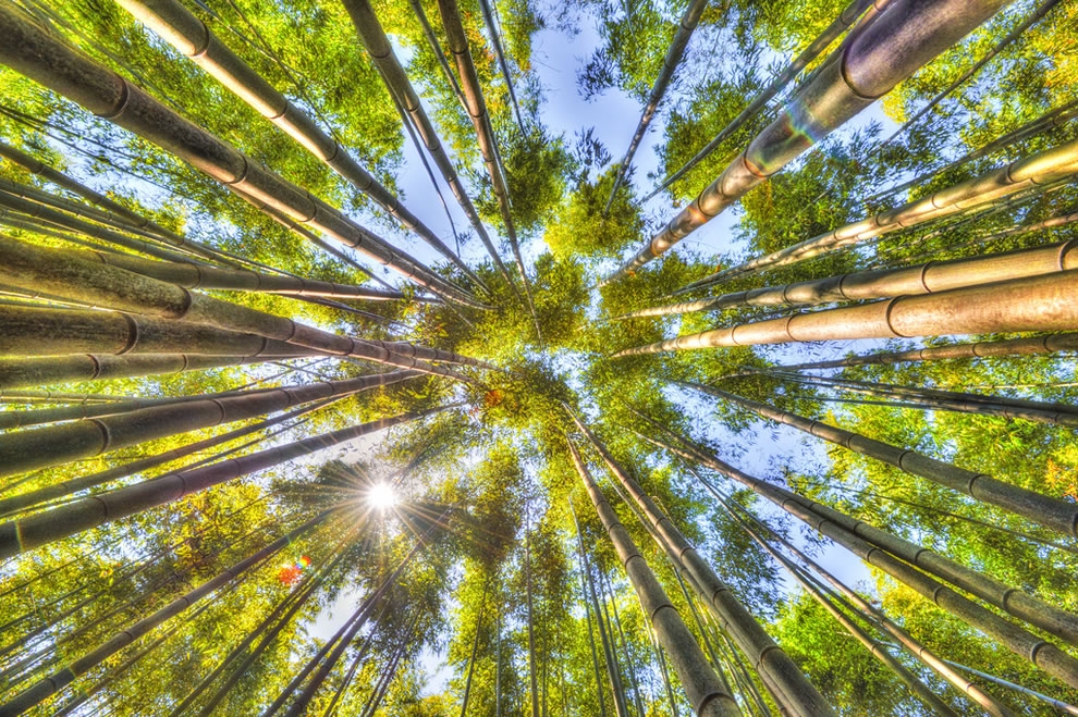 Những khu rừng tre tuyệt đẹp khắp thế giới
