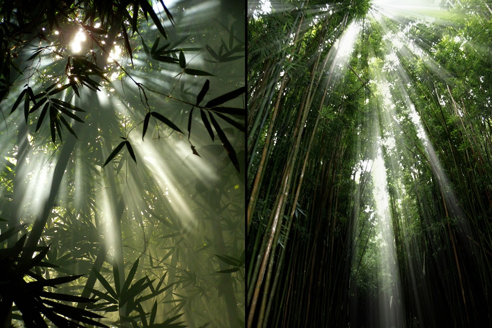 Những khu rừng tre tuyệt đẹp khắp thế giới