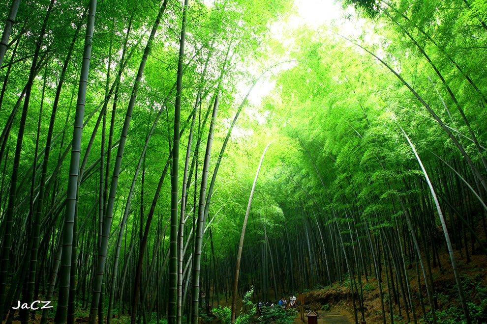 Những khu rừng tre tuyệt đẹp khắp thế giới