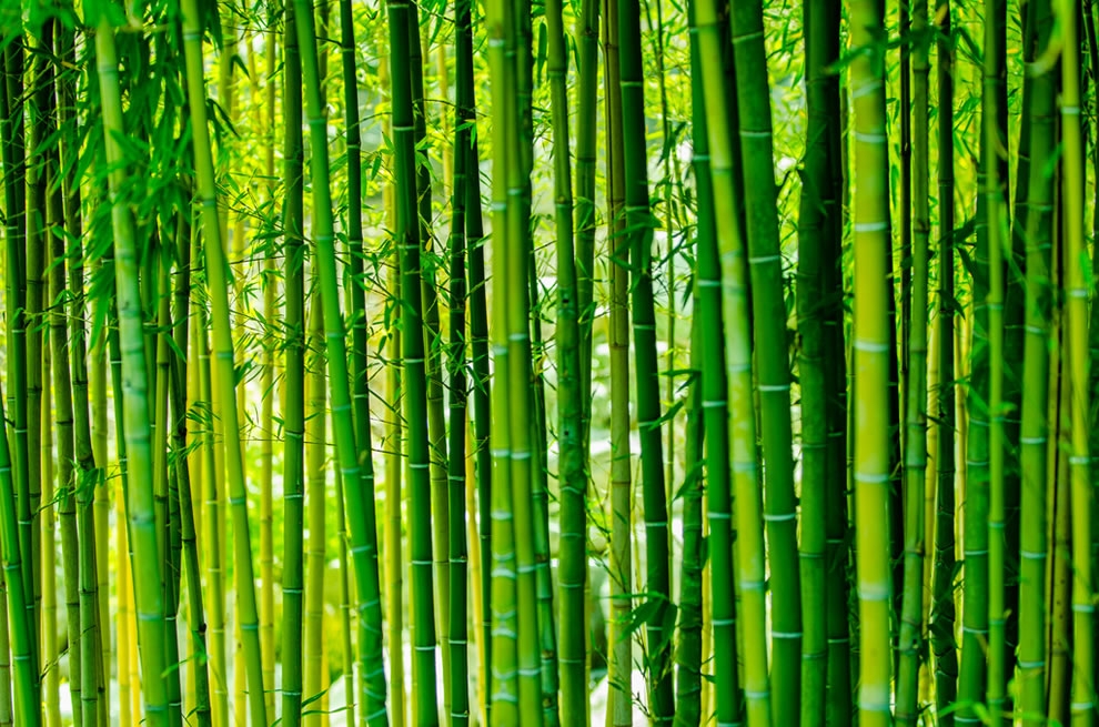 Những khu rừng tre tuyệt đẹp khắp thế giới