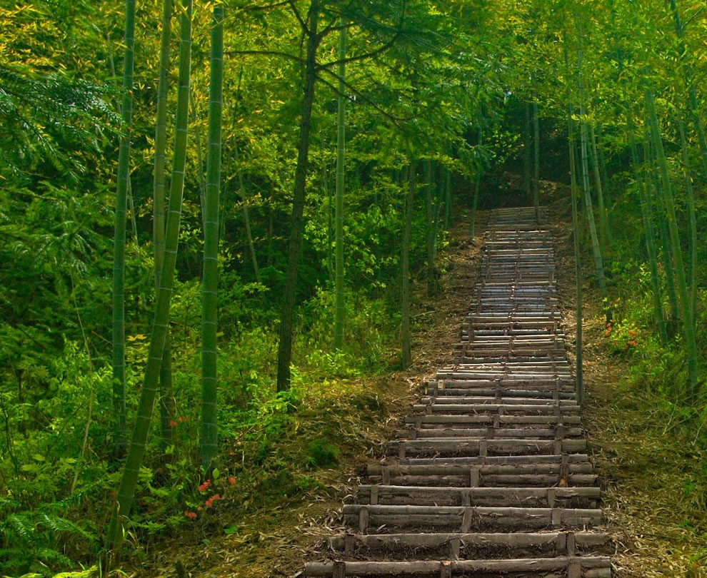 Những khu rừng tre tuyệt đẹp khắp thế giới