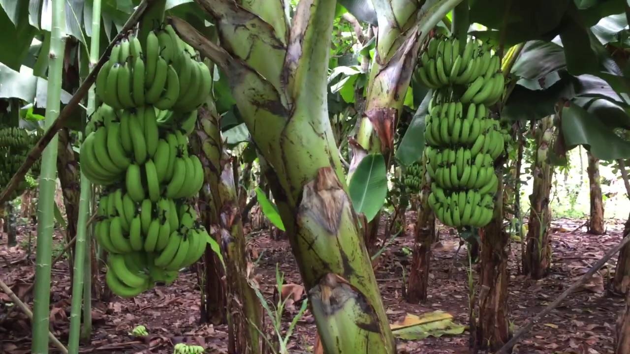 Nhiều dư địa cho trái chuối Việt Nam xuất khẩu